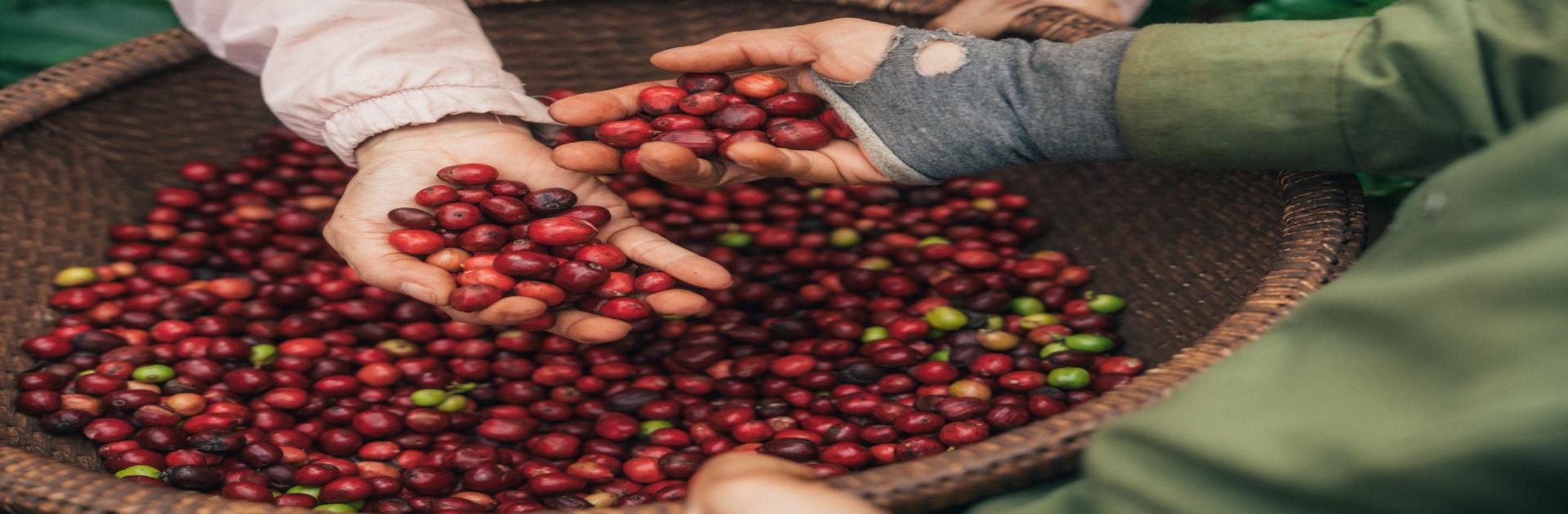 Nescafé Plan 2030: meer regeneratieve landbouw | Nestlé Nederland